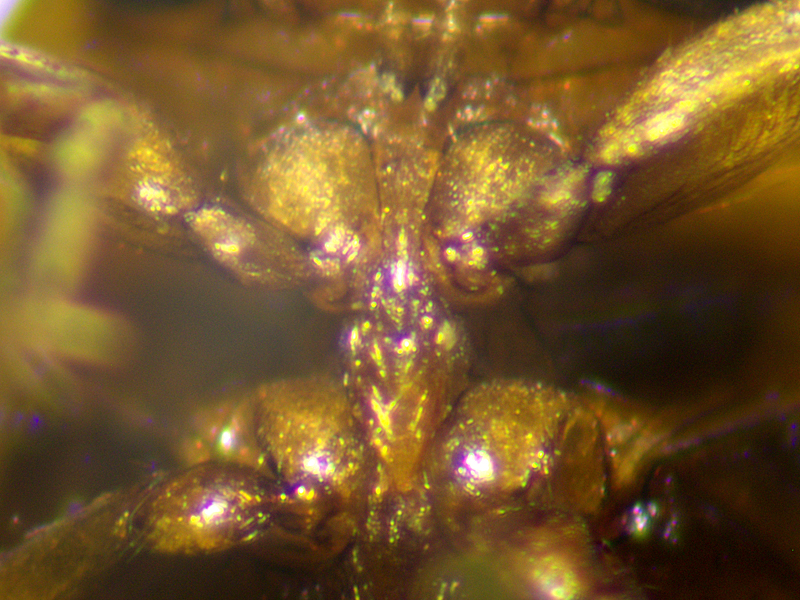 Hydroporus angustatus