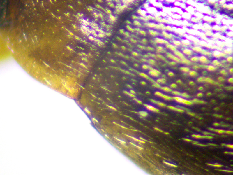 Hydroporus angustatus