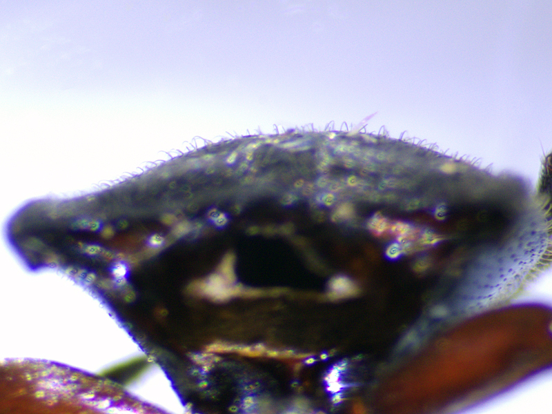 Melanotus villosus