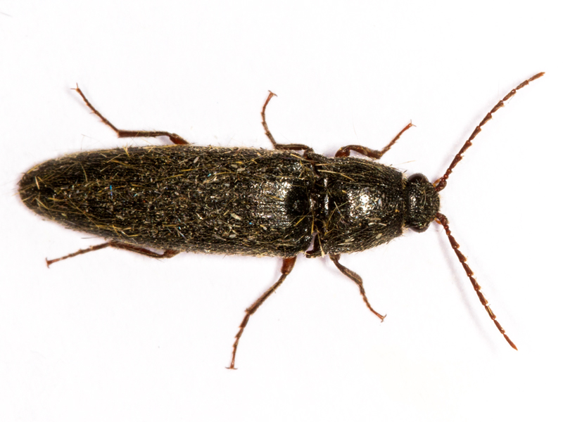 Melanotus villosus