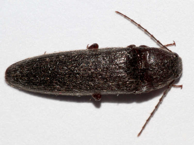 Melanotus villosus