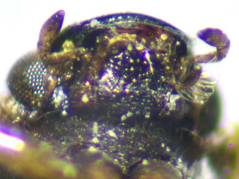 Helophorus brevipalpis