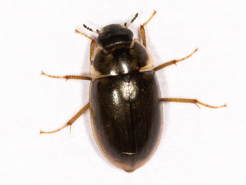 Enochrus quadripunctatus