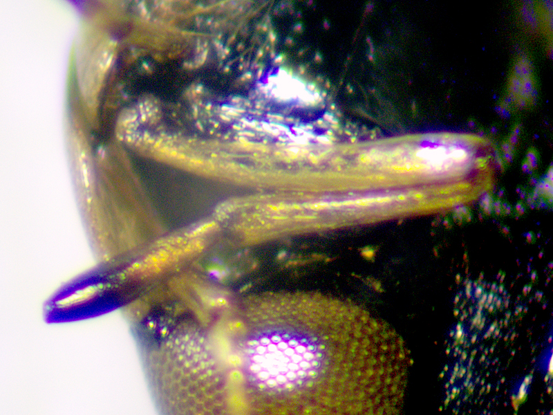 Enochrus quadripunctatus