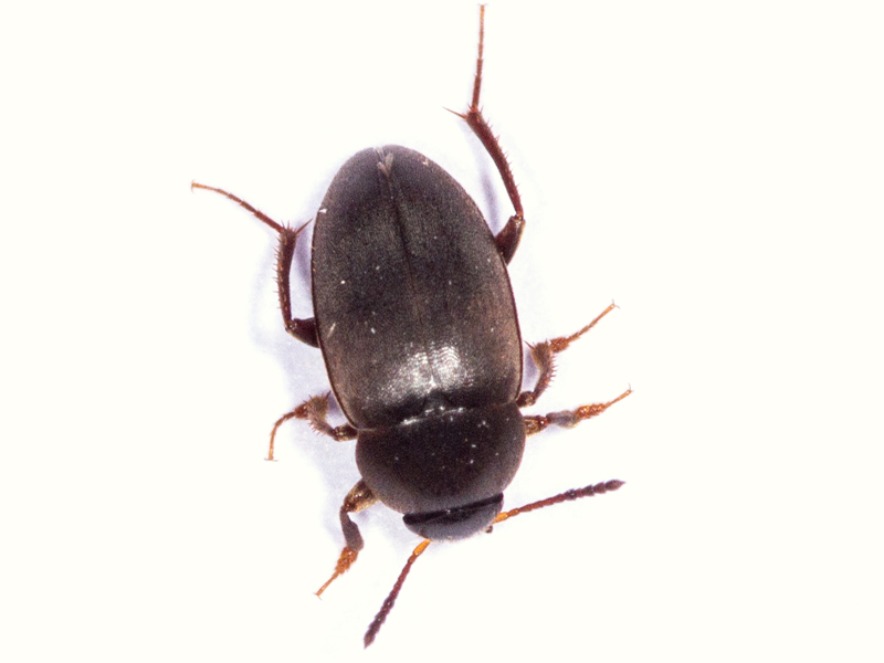 Catops fuliginosus