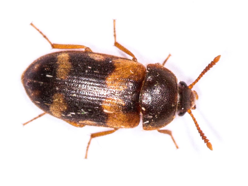 Mycetophagus piceus