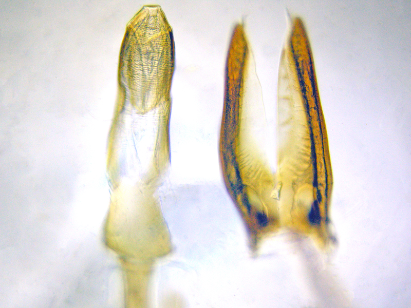 Epuraea aestiva