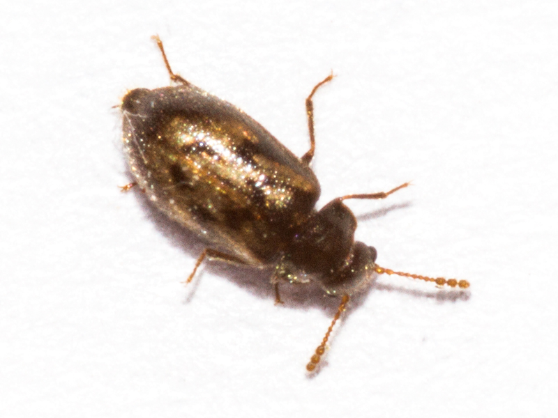 Phloiophilus edwardsii