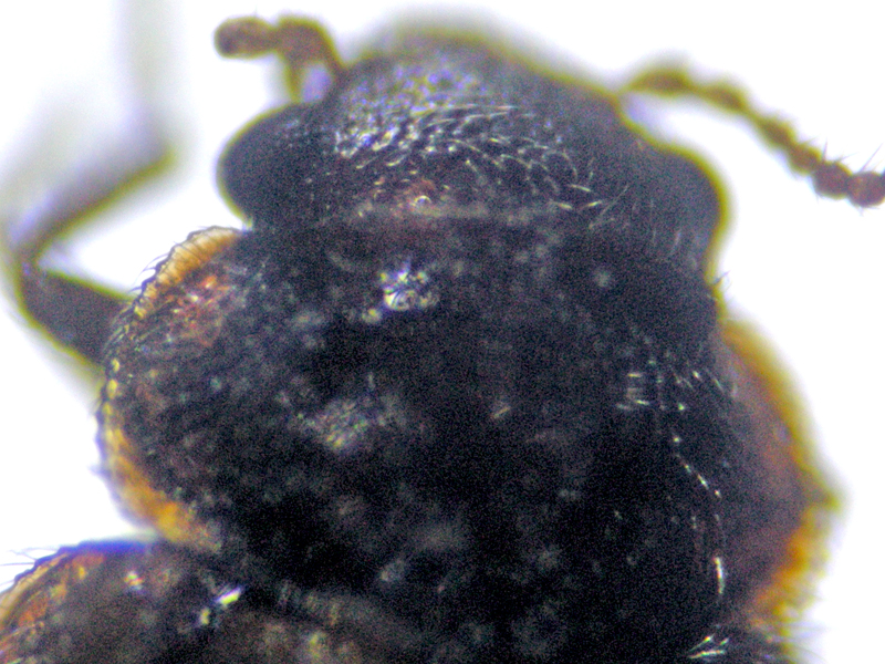 Phloiophilus edwardsii