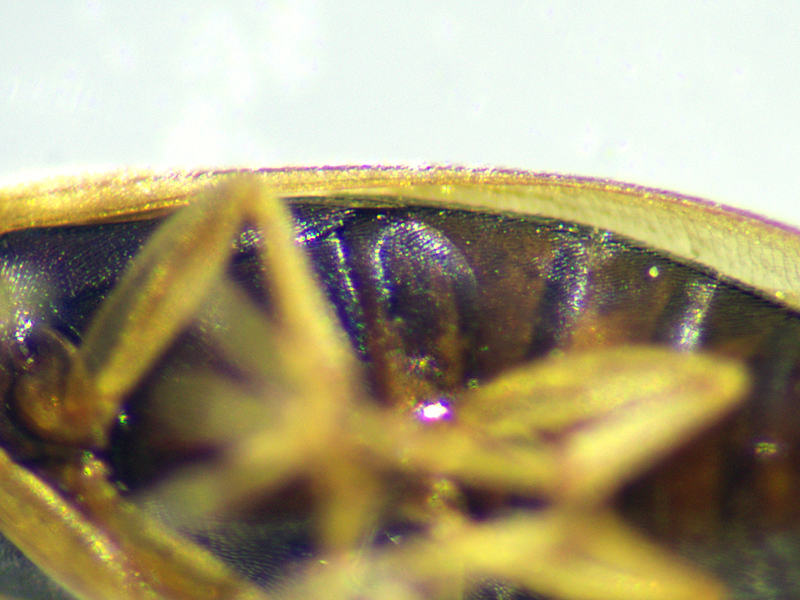 Anaspis maculata