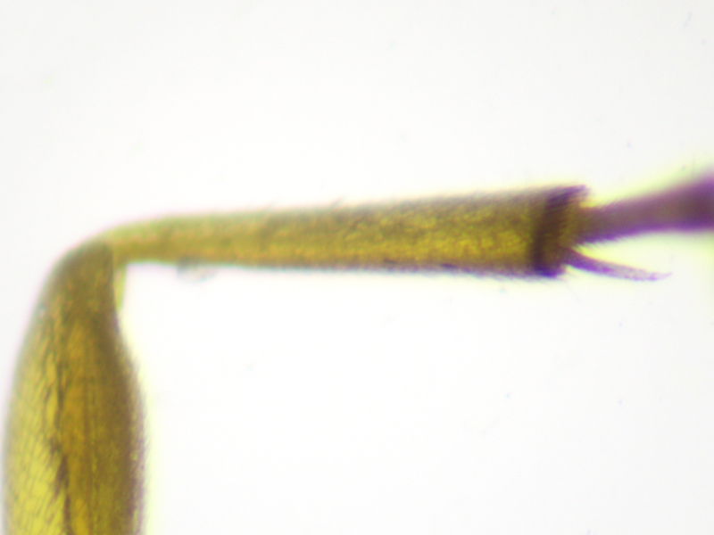 Anaspis maculata