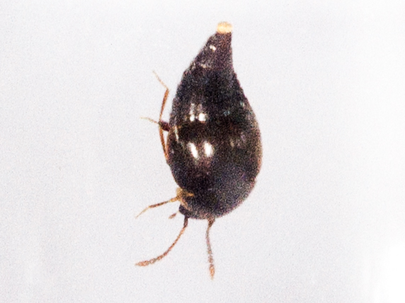 Cypha longicornis