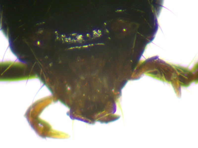 Othius laeviusculus