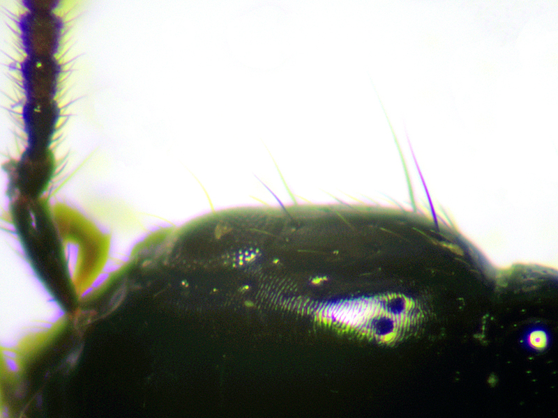 Othius laeviusculus