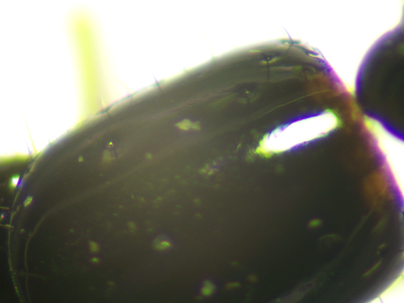 Othius laeviusculus