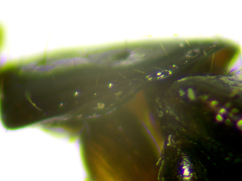 Othius laeviusculus