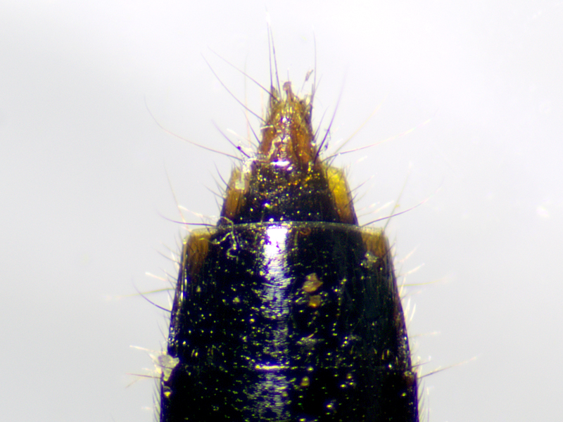 Othius laeviusculus