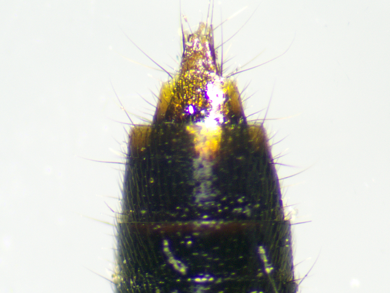 Othius laeviusculus