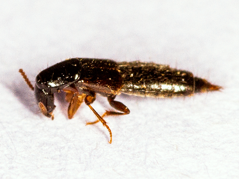 Othius laeviusculus
