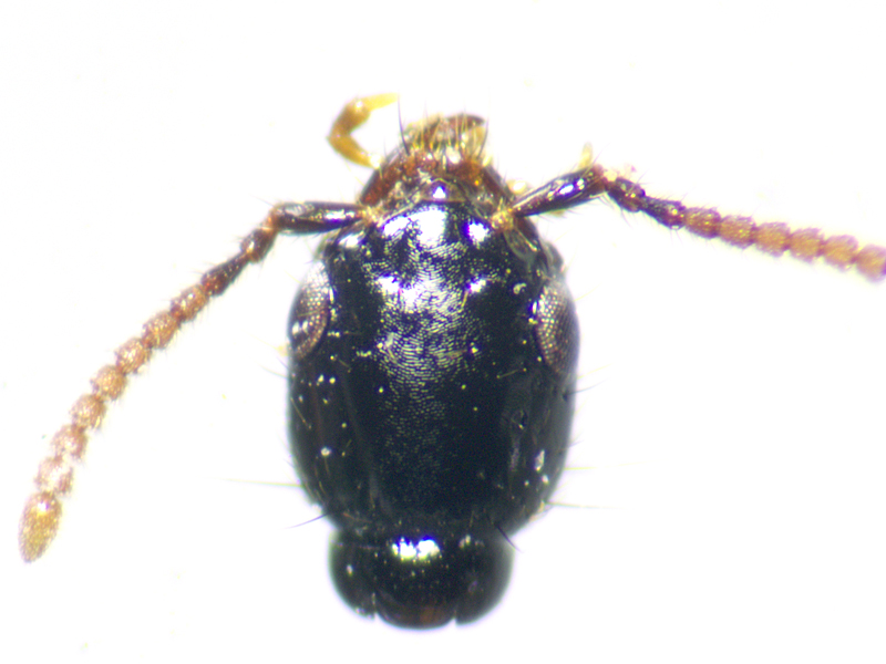 Othius laeviusculus