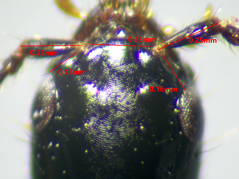 Othius laeviusculus