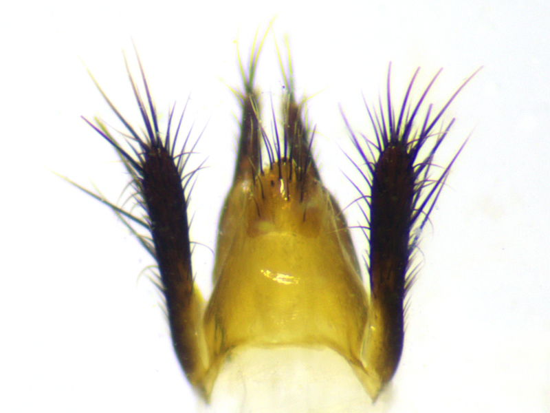 Quedius sp.