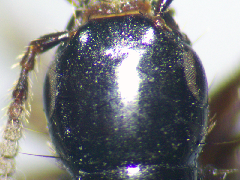 Quedius sp.