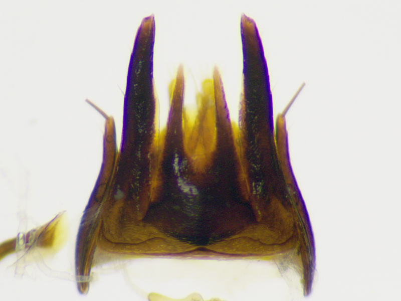 Tachinus subterraneus