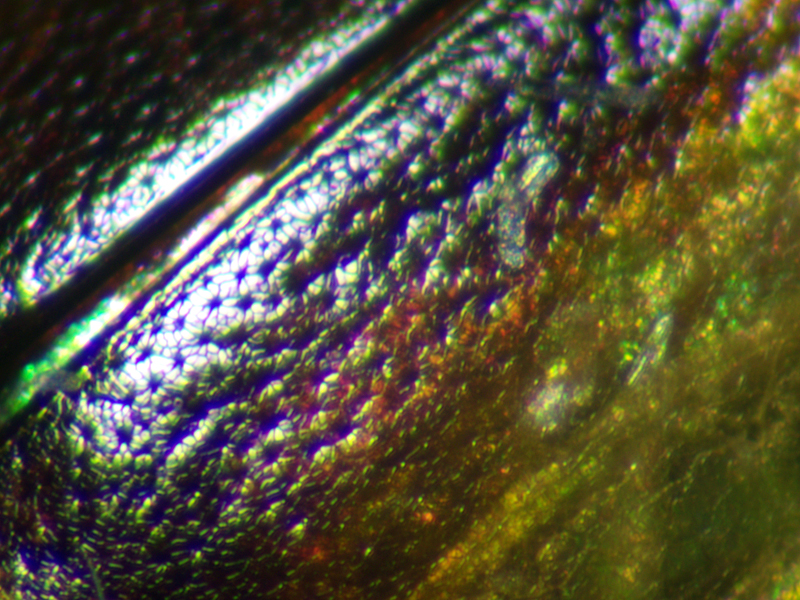 Tachinus subterraneus