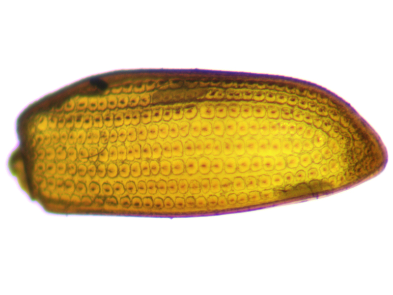 Enicmus transversus
