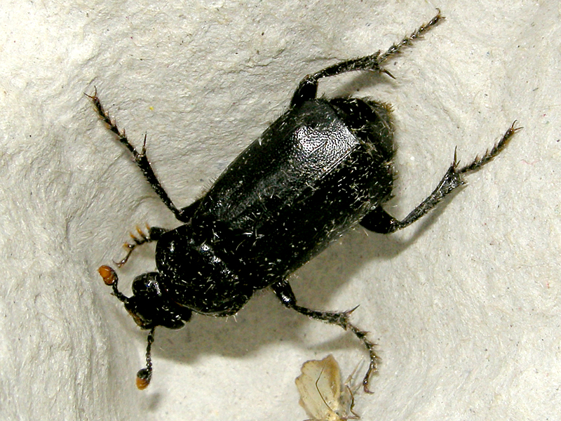 Nicrophorus humator