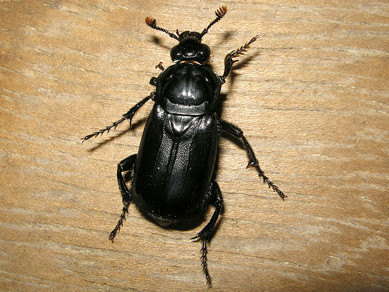 Nicrophorus humator