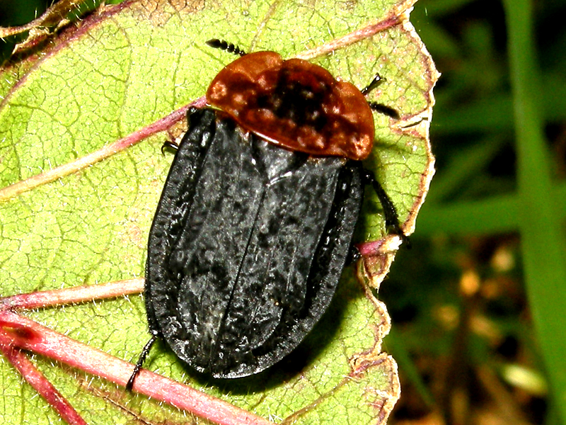 Oiceoptoma thoracicum