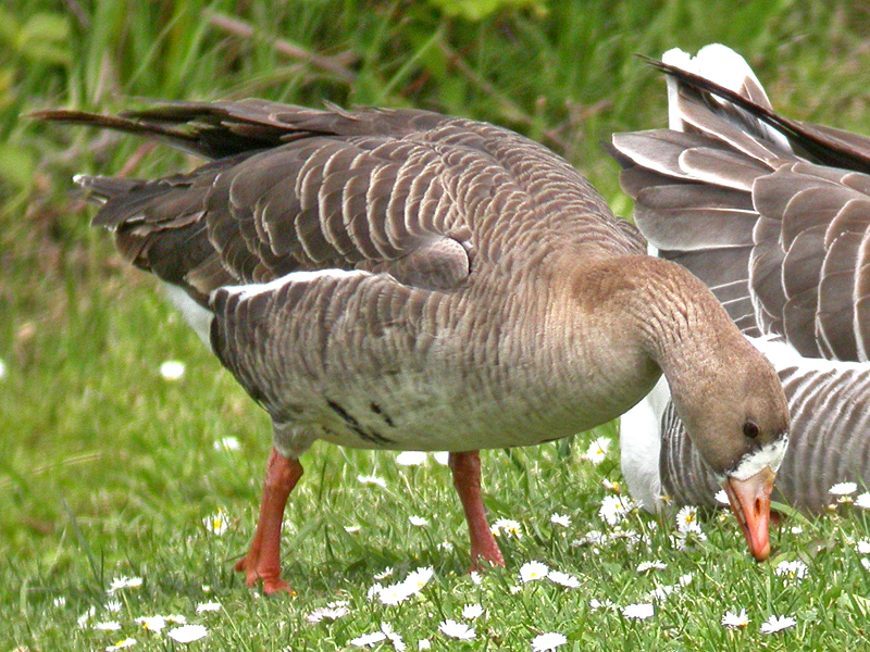 Tule, Gambell's and Pacific White-fronted Geese
