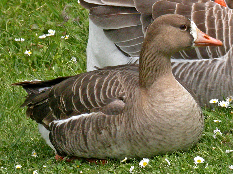 Tule, Gambell's and Pacific White-fronted Geese