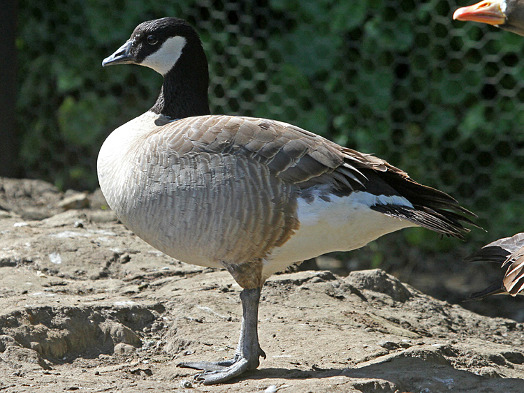 Richardson's Cackling Goose