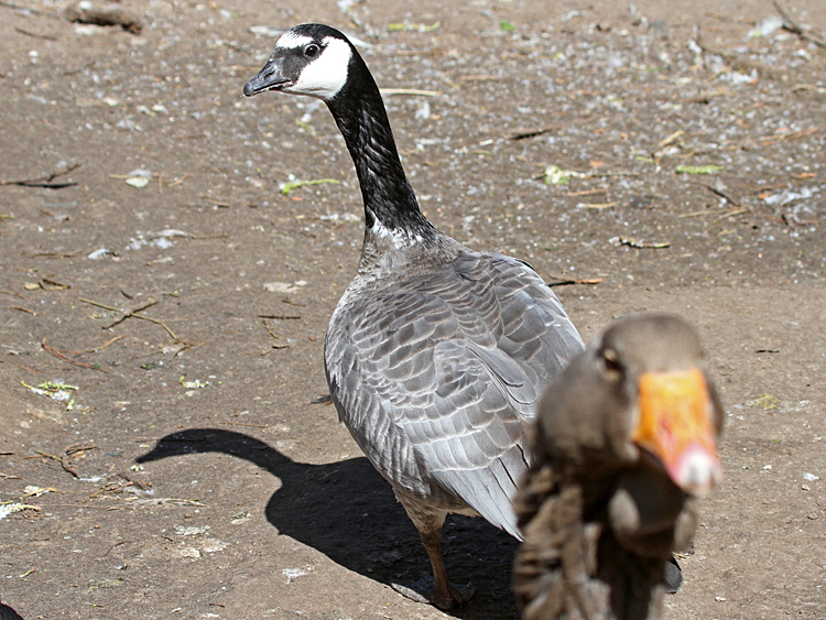 Richardson's Cackling Goose