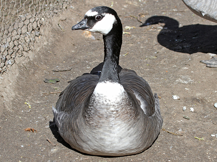 Richardson's Cackling Goose