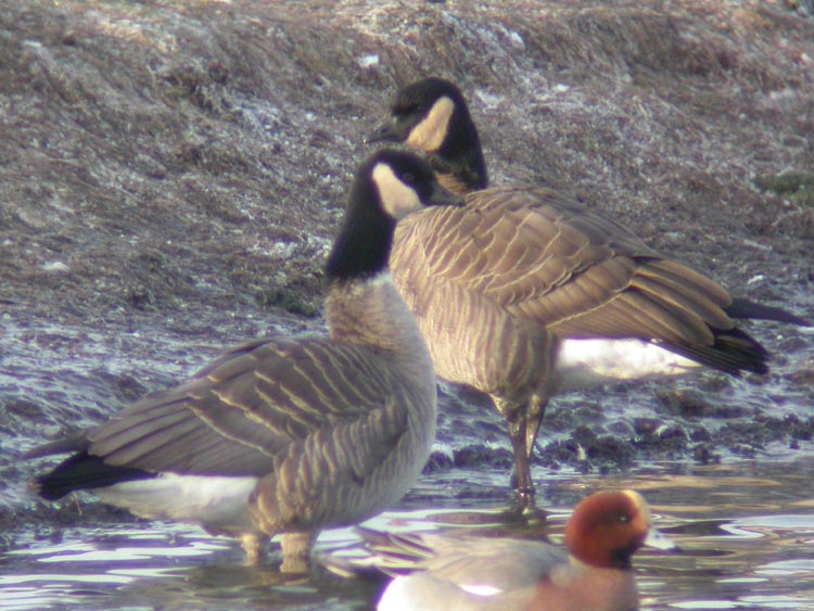 Richardson's Cackling Goose