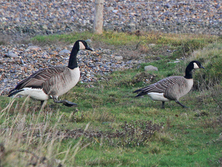 Richardson's Cackling Goose