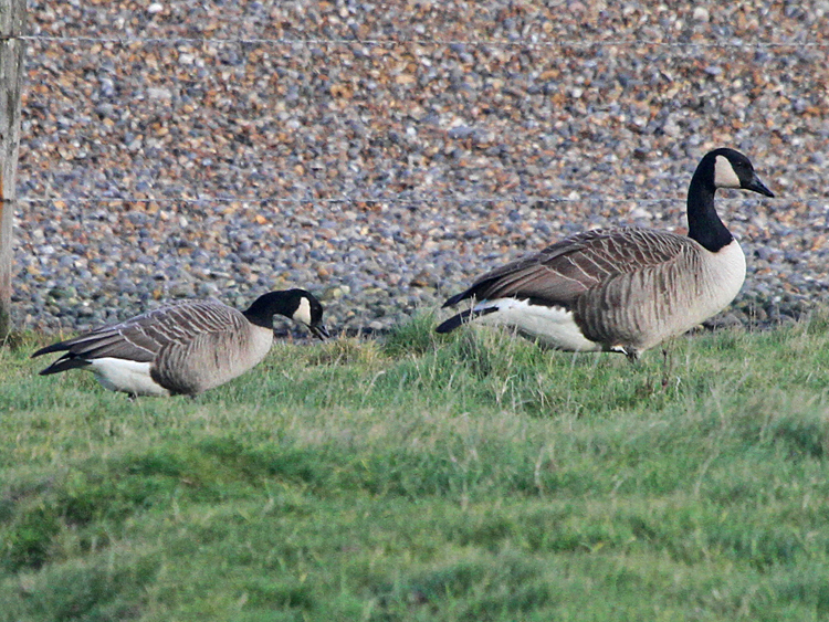 Richardson's Cackling Goose