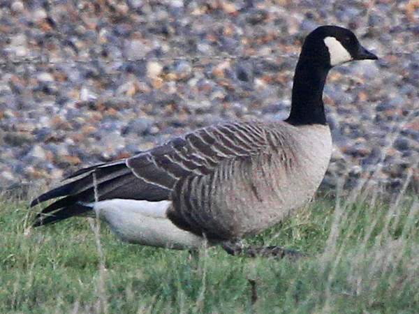 Richardson's Cackling Goose
