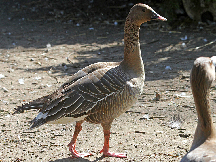 Tundra Bean Goose