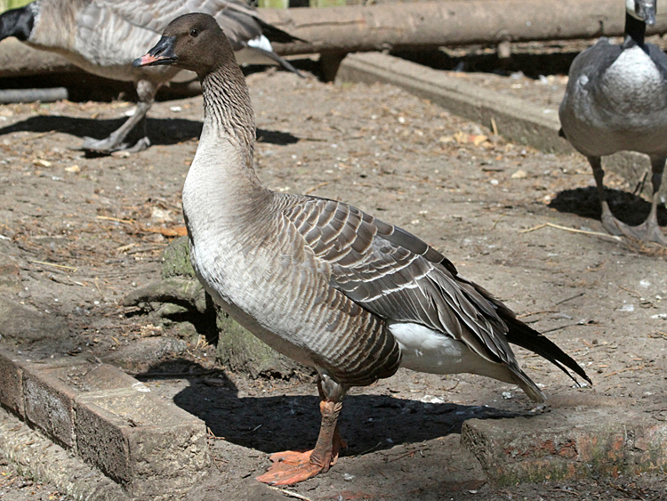 Tundra Bean Goose