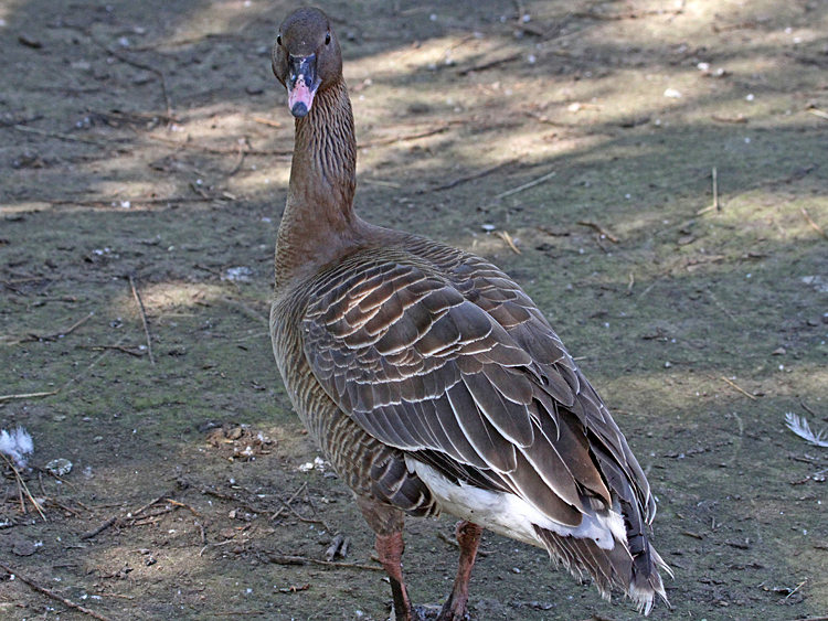 Tundra Bean Goose