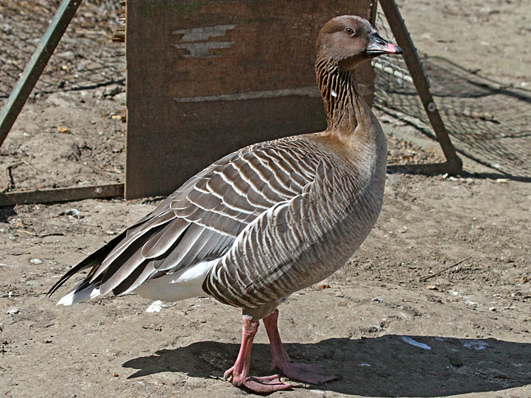 Tundra Bean Goose