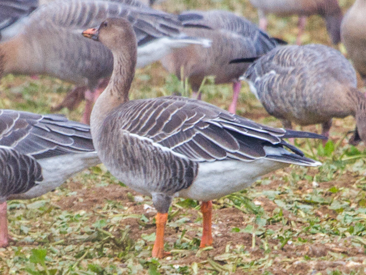 Tundra Bean Goose