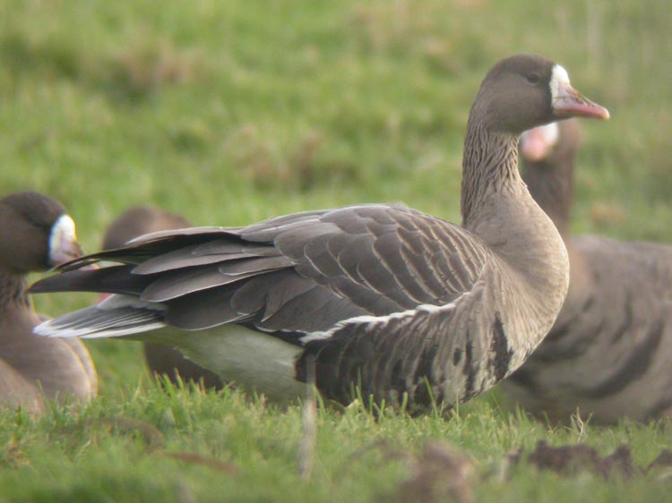Russian White-fronted Goose