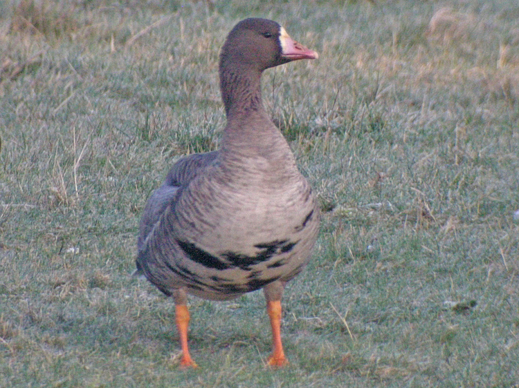 Russian White-fronted Goose