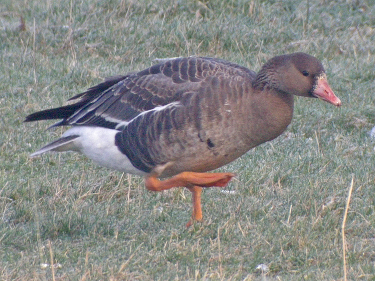 Russian White-fronted Goose